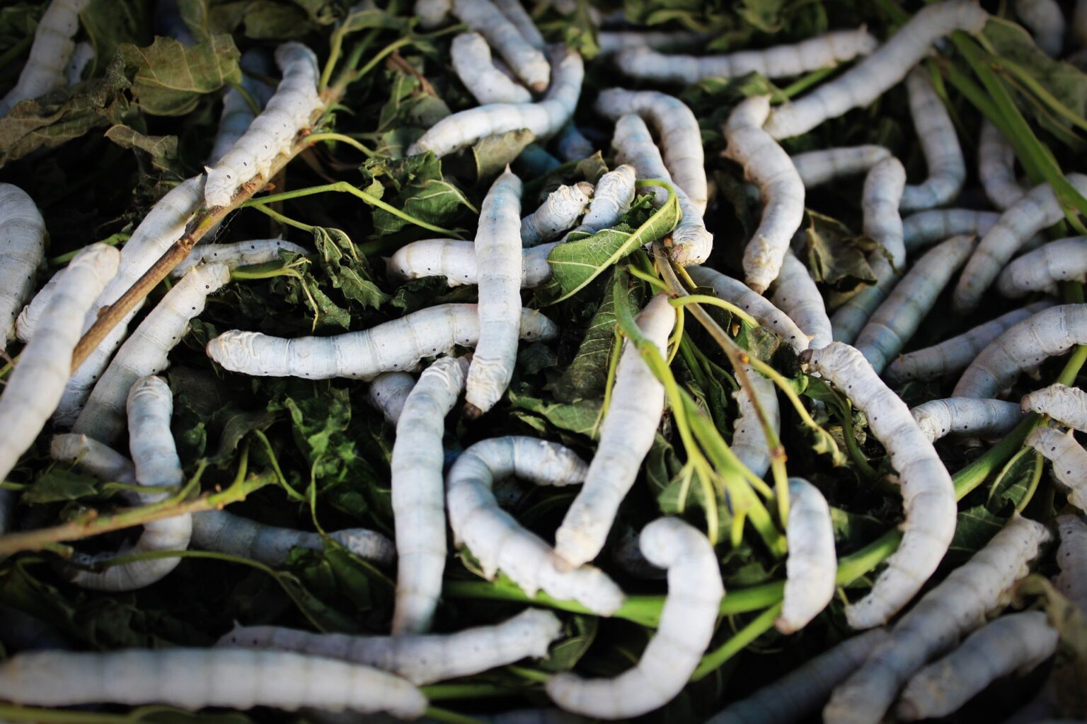 Uzi Fly is a Menace to Silkworms & Sericulture - FlyTrap®