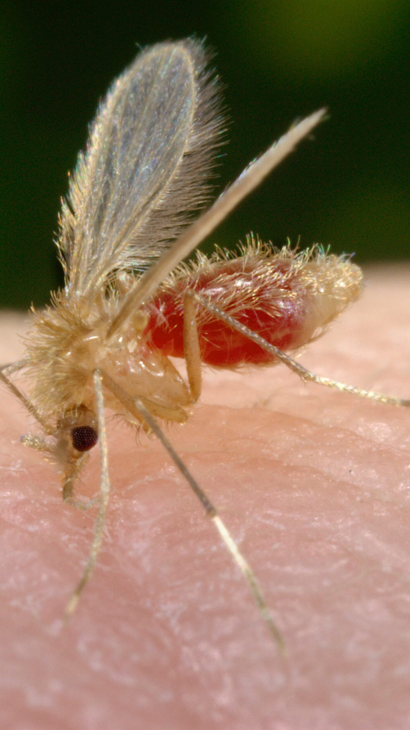 Get Rid of Sand Flies Spreading Chandipura Virus causing AES - FlyTrap®