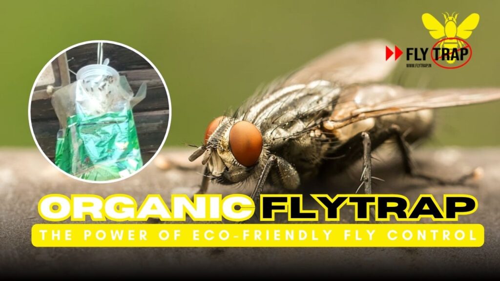 Fly Trap - The Power of Eco-Friendly Fly Control - FlyTrap