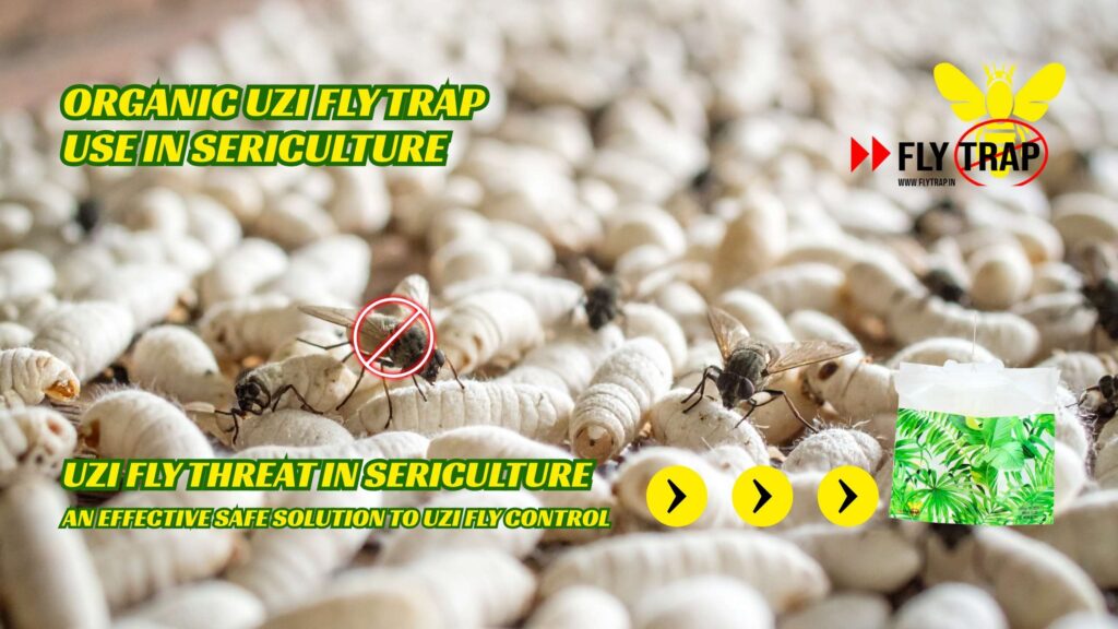 Organic Uzi Fly Trap for Silkworm Sheds | Sericulture